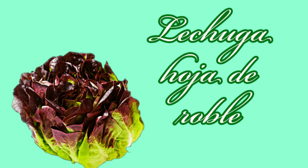 Lechuga: la mejor guía nutricional online 🥇