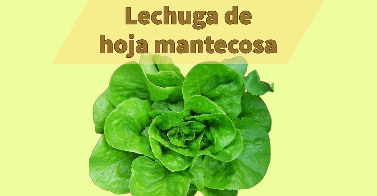 Lechuga: la mejor guía nutricional online 🥇