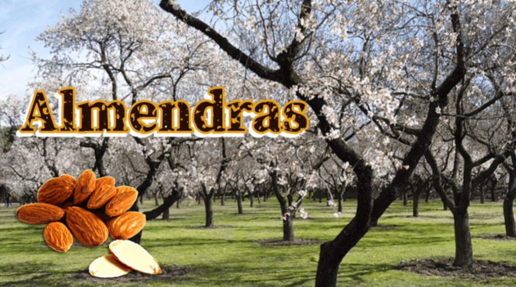 Almendras: la mejor fuente de calcio y de nutrientes 💪